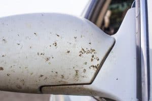 10 Easy Home Remedies to Remove Bug Splatter From Your Car - Car Roar